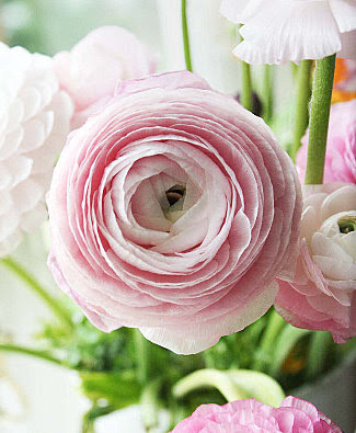 Brabourne Farm: Love .... Pink and White Ranunculus