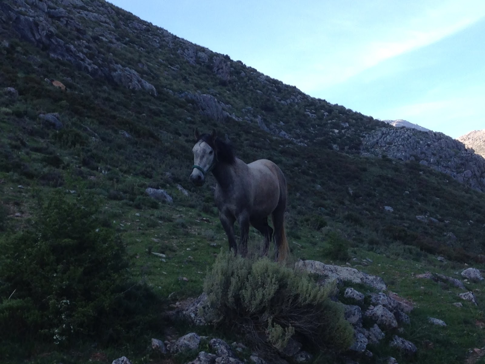 CABALLO LOCO: Un Poco de Historia