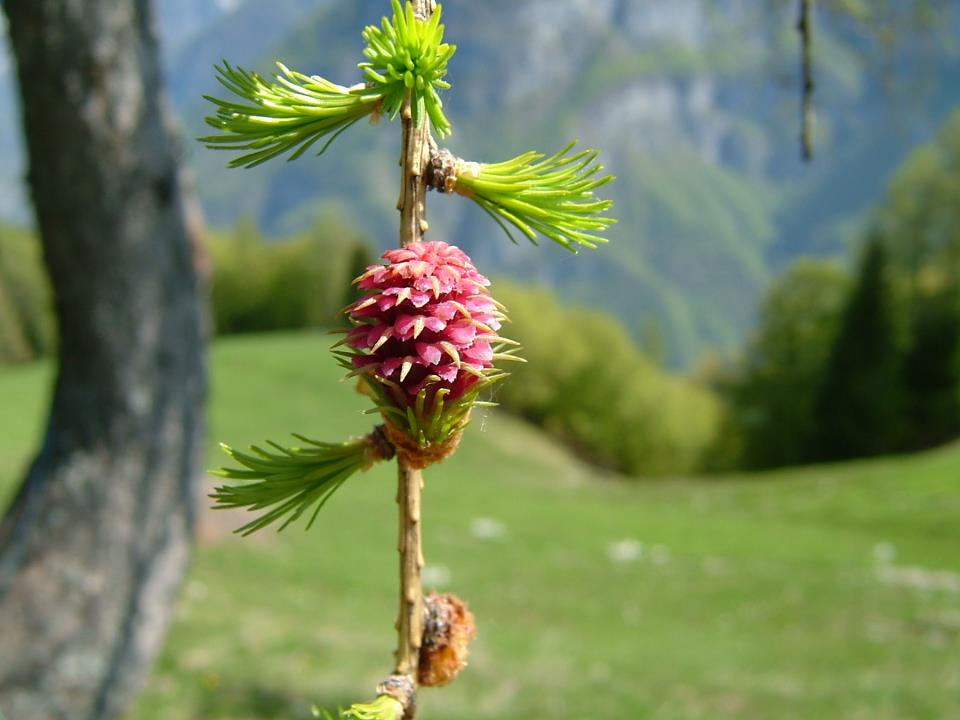 Amare la Terra: Forza ed eleganza del Larice