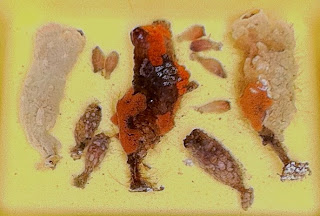 Harbor Watch: The Invasive Club Tunicate