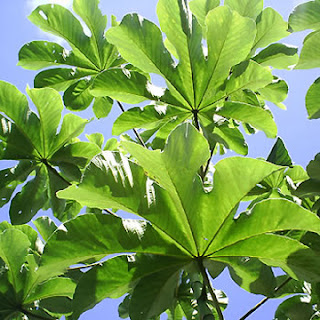 Danza del Pochó: GUARUMO