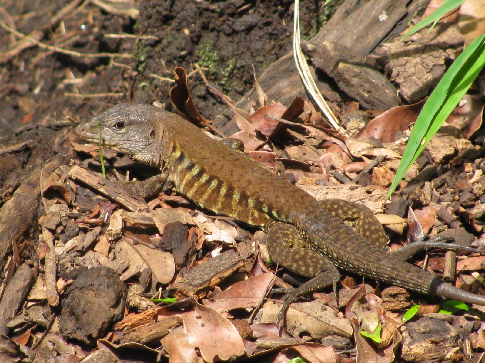 It's a closet, not a sauna: Fauna near and in Rincon de la Vieja ...
