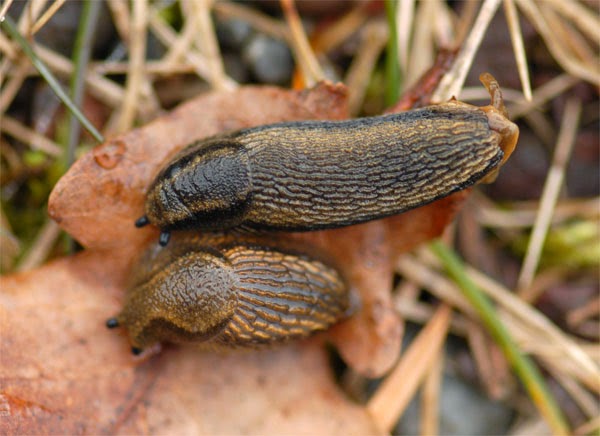 Jennys blogg och sånt: Sniglar!