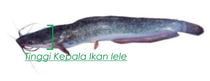 Cara Membuat Alat Sortir Ikan Lele