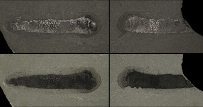 Life Before the Dinosaurs: Fieldia lanceolata.