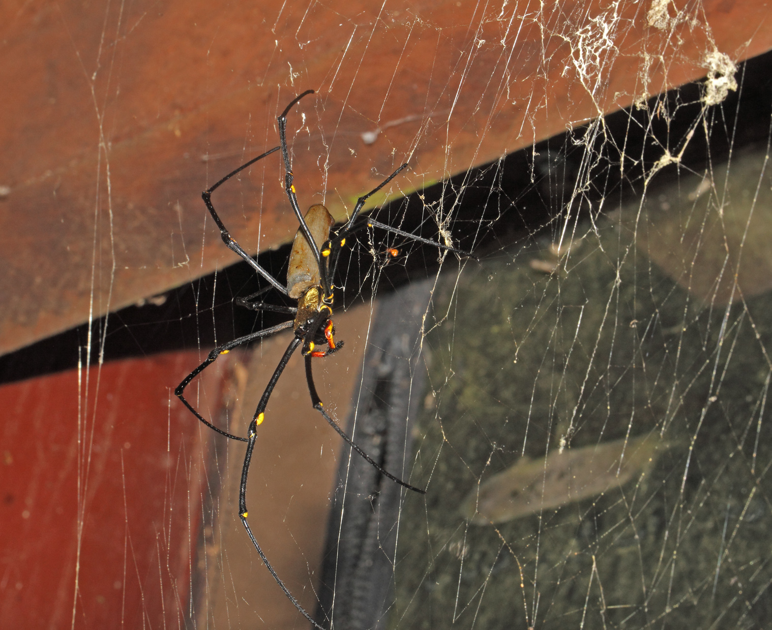 BunyipCo: April 2018