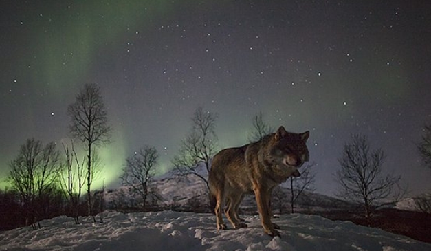 White Wolf : Norwegian Park Allows Visitors to Play with Wolves Under ...