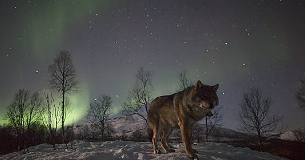 White Wolf : Norwegian Park Allows Visitors to Play with Wolves Under ...