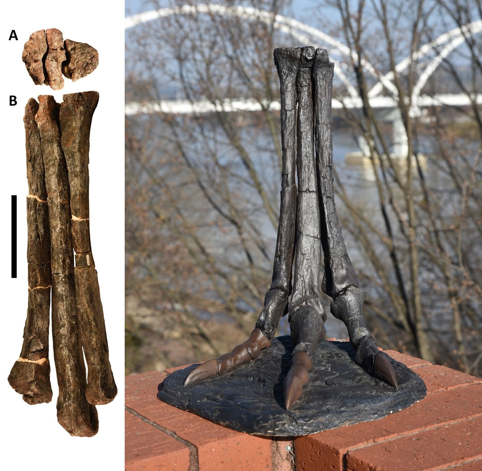 Species New to Science: [Paleontology • 2018] Arkansaurus fridayi • A ...