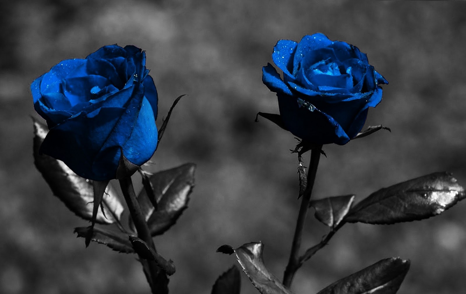blue roses wallpaper |Rose Wallpapers