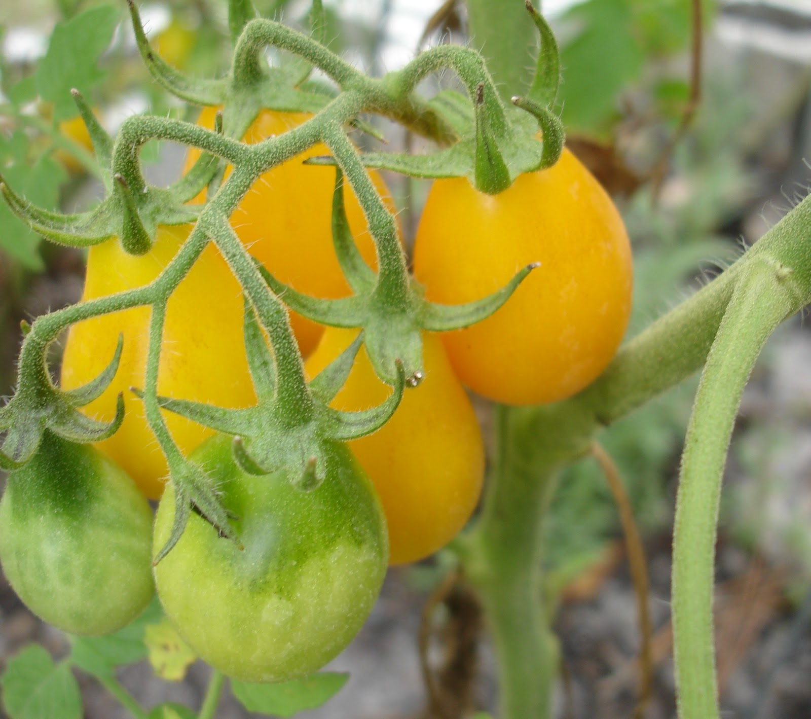 Blue Starr Gallery: Chocolate Cherries Wild Dewberries