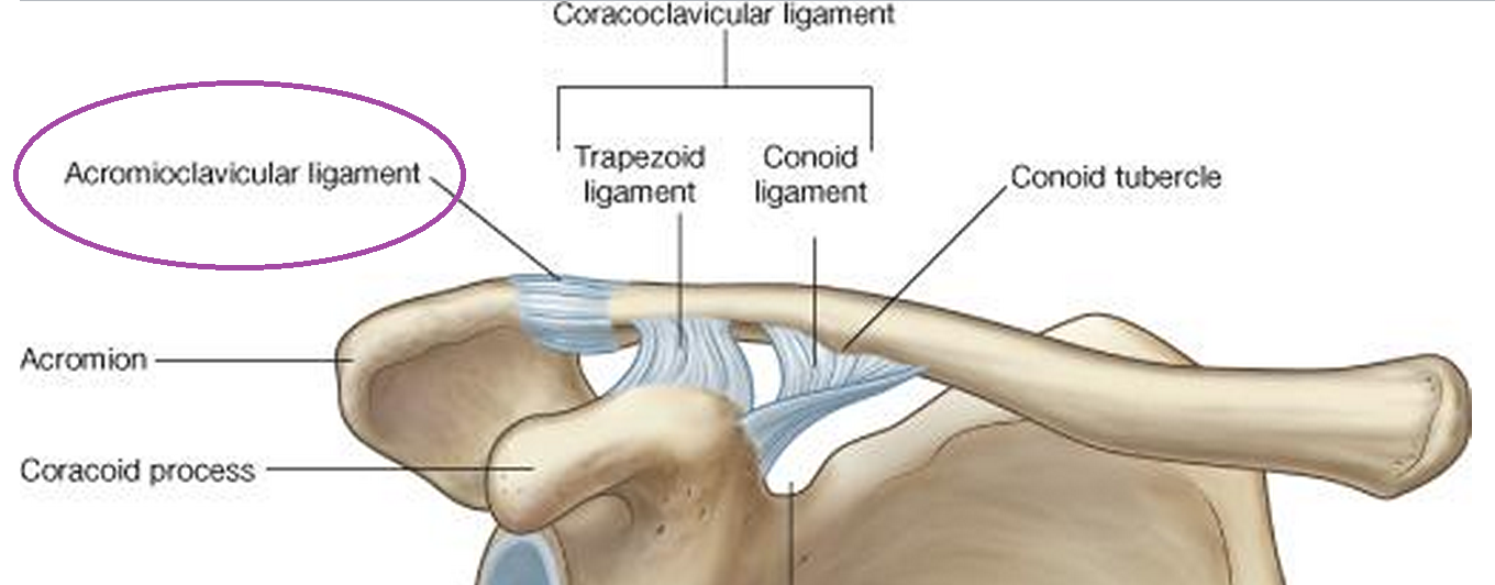 Anatomía Humana: Osteología miembro superior [Clavícula]