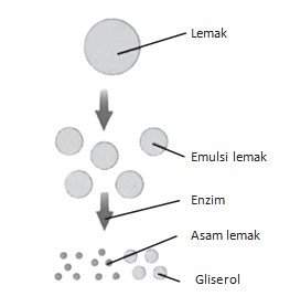 Zat zat yang terdapat pada makanan dan Fungsinya | Biologi and Scinece