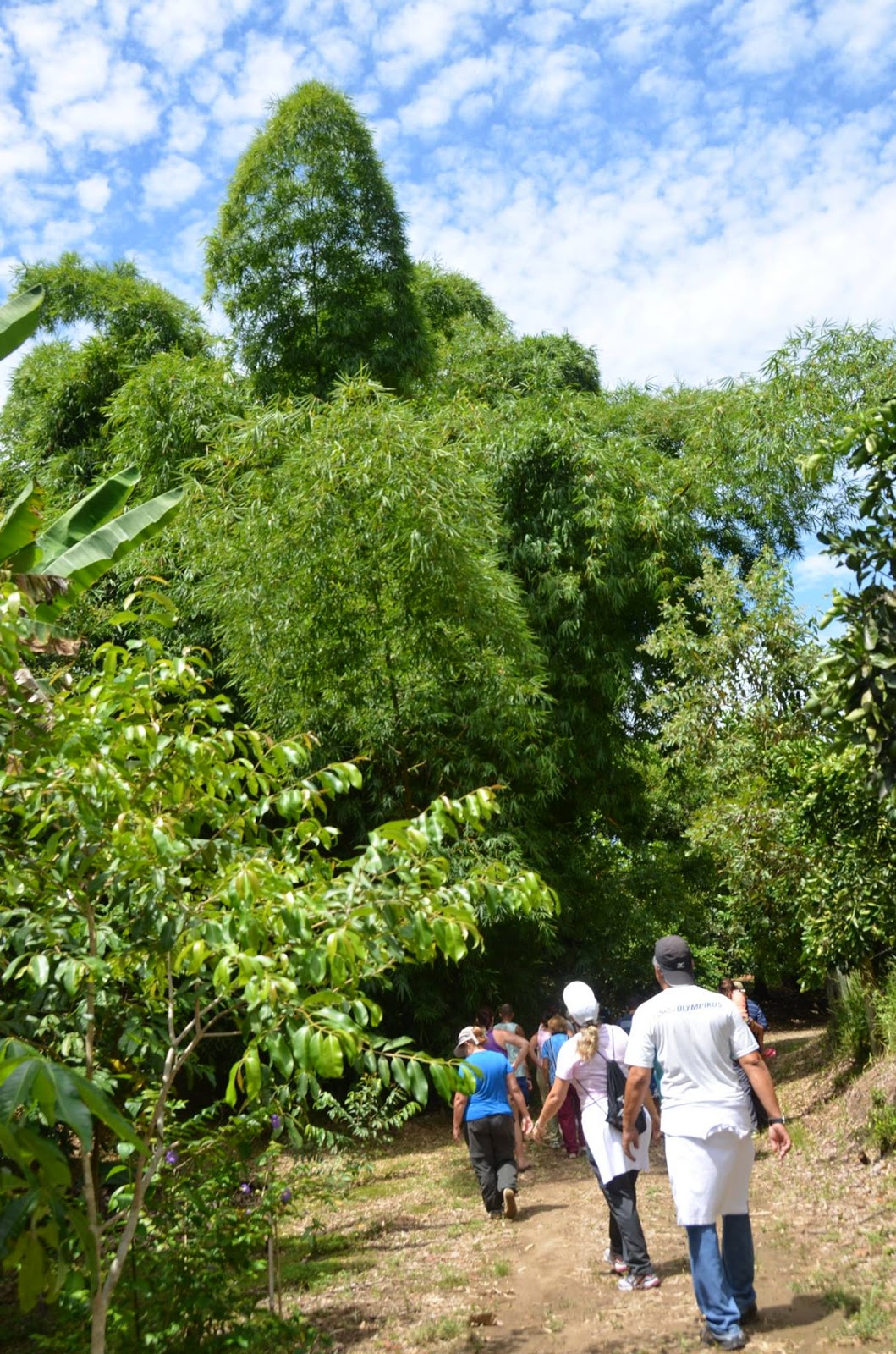 Unidos pelo Amor e pela Energia Positiva: Reflorestamento em Silva ...