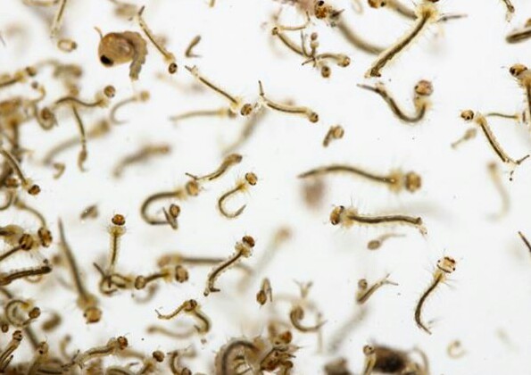 16+ Gambar Jentik Nyamuk, Trend Inspirasi!