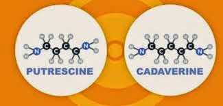 Eau De Death, un profumo per sopravvivere agli Zombie | ZOMBIE ...