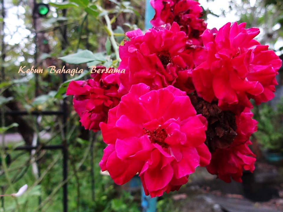 Kebun Bahagia Bersama: BUNGA WARNA MERAH