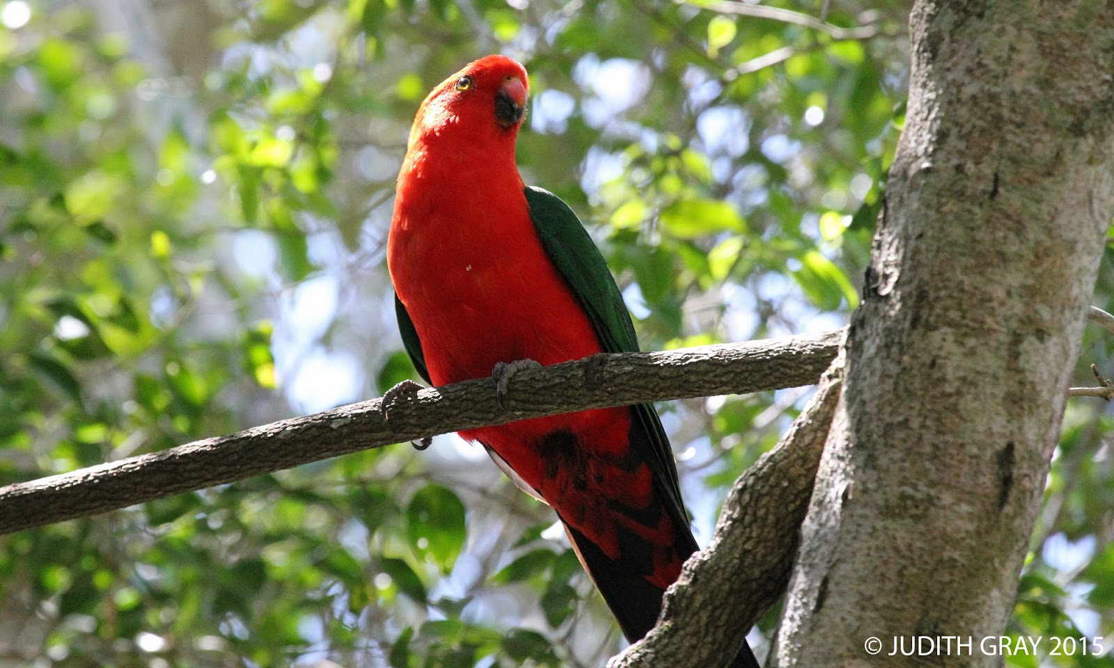 Aussie Backyard Bird Count Charmaine Crt Highfields