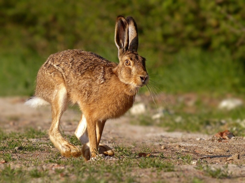 MYSLIVOST: ZAJÍC. Zajíc, zvláště pohlavně dospělý, je vysoce ...
