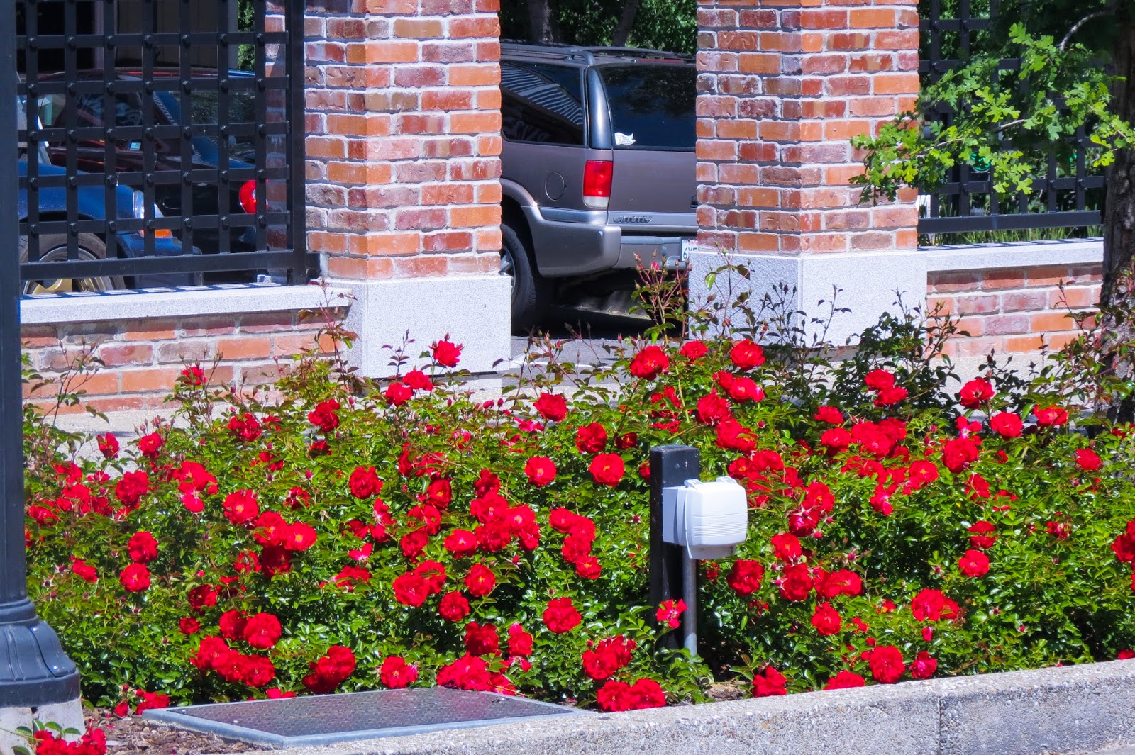 Red Rose Alley: Follow The Whispers