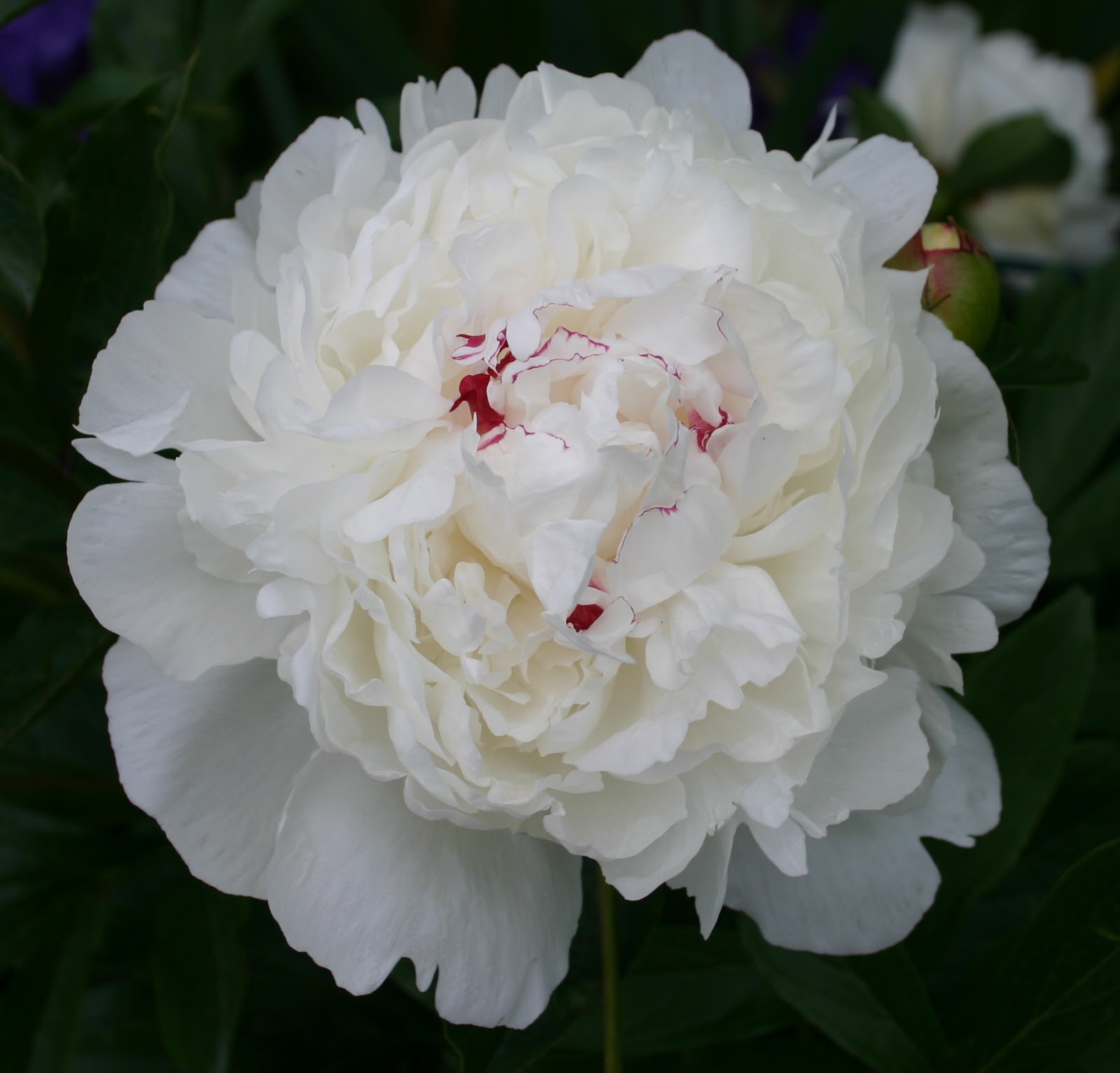 EARLY PEONIES FOR SPRING ARRANGEMENTS - Extra long-lasting in the vase ...