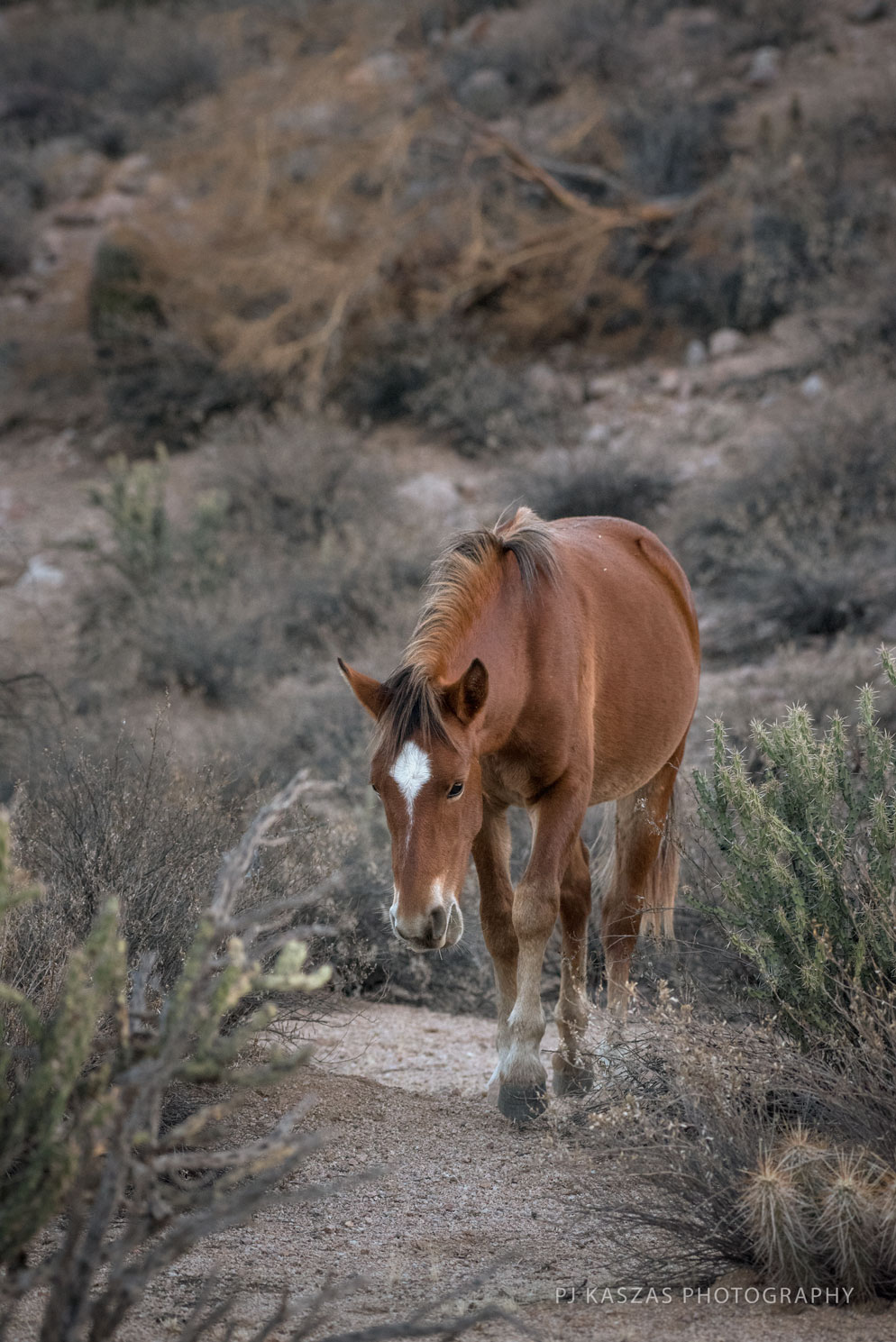Arizona: The Salt River Wild Horses