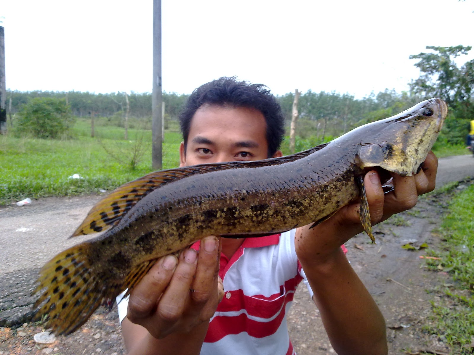 MUSAFIR: BUJUK (CHANNA LUCIUS)