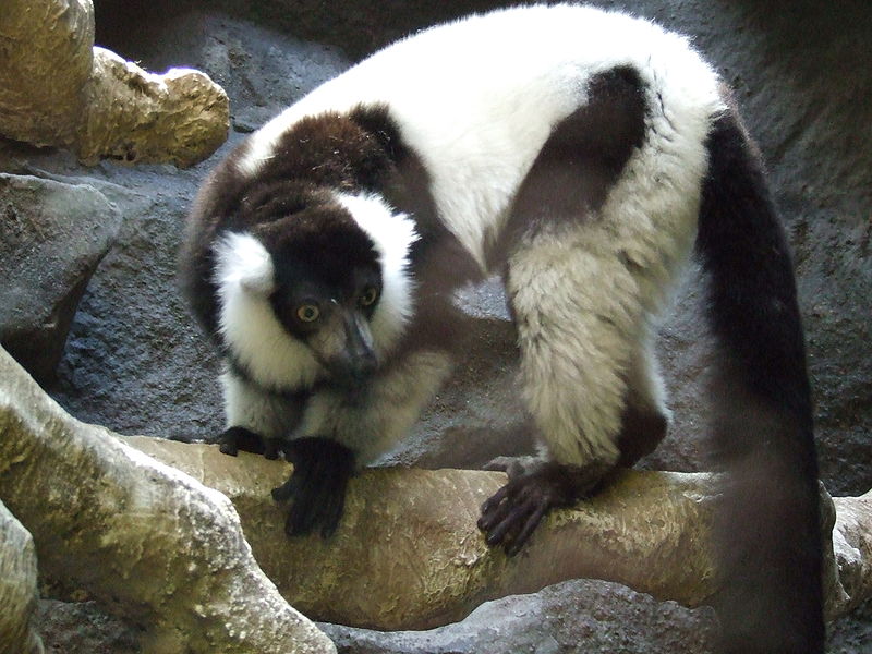 tecnoquinto: Enciclopedia de animales inventados