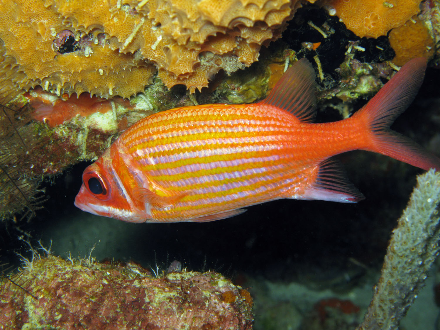 Rambling Jill: Squirrelfishes