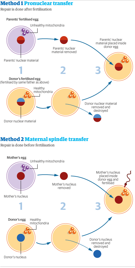 Ellie is talking about...: Three Parent IVF and Mitochondrial Disease