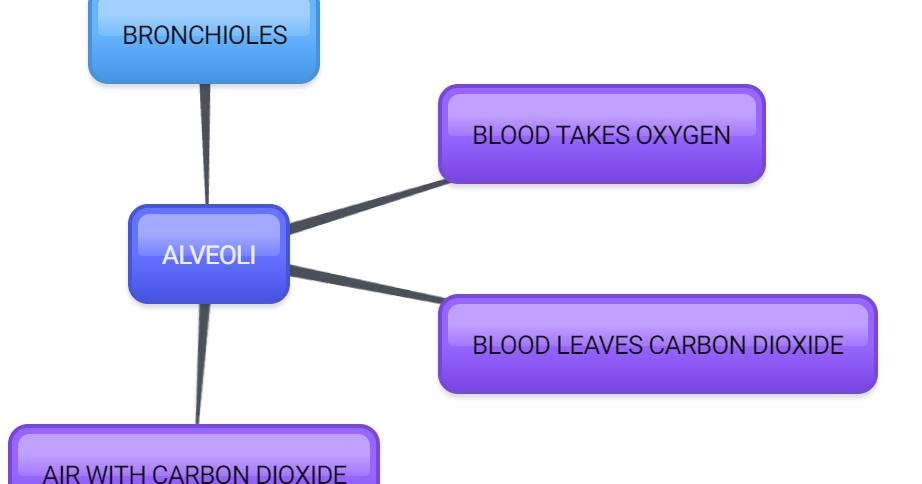 OUR ENGLISH BLOG: RESPIRATORY SYSTEM MINDMAP