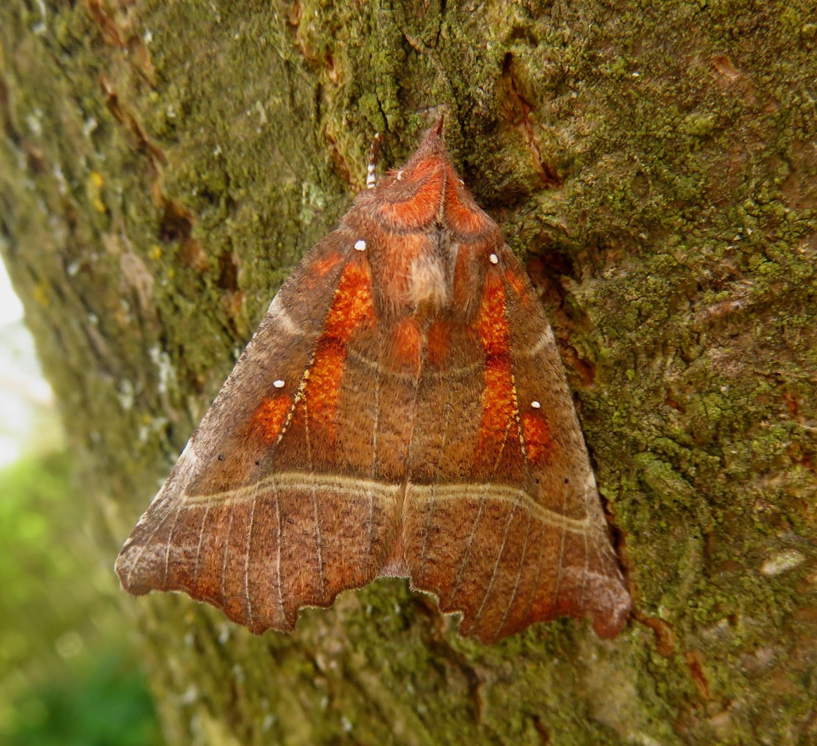 MERSEA WILDLIFE: HEART-SHAPED AFFECTION