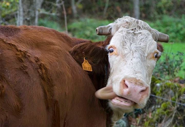 Deu branco: Outra origem para a "Vaca Louca"