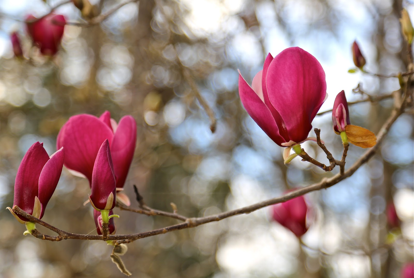 Sweet Southern Days: Japanese Magnolia Blossoms