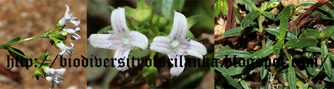 Biodiversity of Sri Lanka: සායා [Saya]/Chaya Root (Oldenlandia umbellata)