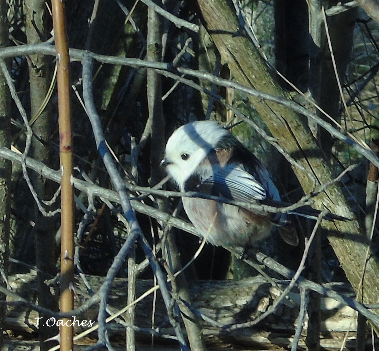 PASARI DIN ROMANIA: PITIGOI CODAT, Aegythalus caudatus