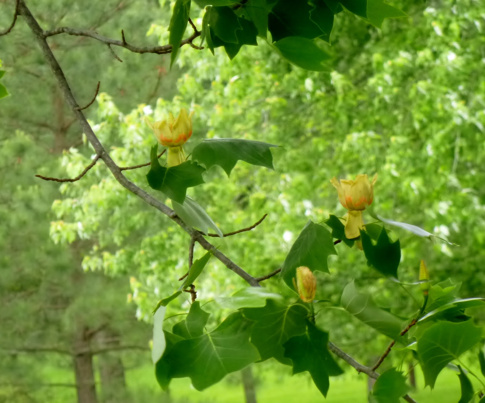 REFLECTIONS: Our Front Yard Tulip Tree