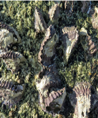 Laboratorium Pendidikan IPA UNM: Saccostrea cucullata