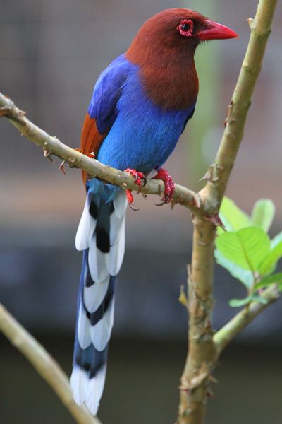 Sri Lankan Endemic Birds: Kahibella - Lanka Blue Magpie (Urocissa ornata)