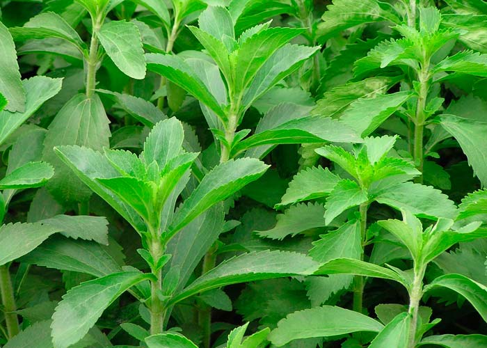 Baños de agua de fregosa , un remedio natural para la fiebre