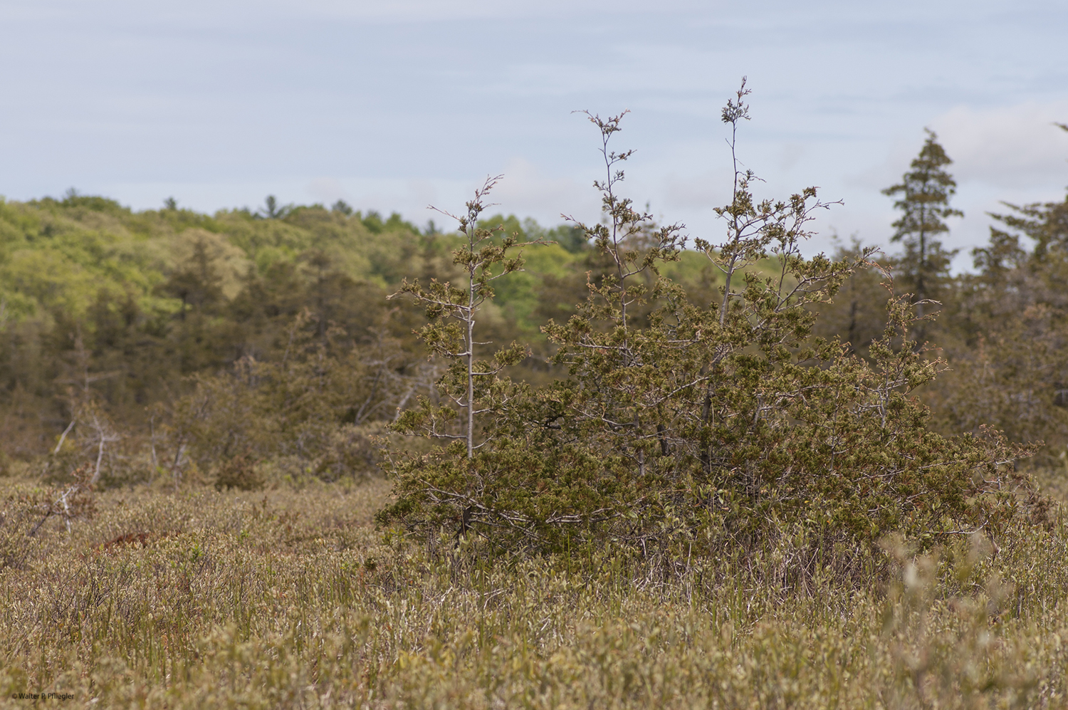 Nature photos from an Amateur Naturalist: Ponkapoag Bog, USA (Ponkapoag ...