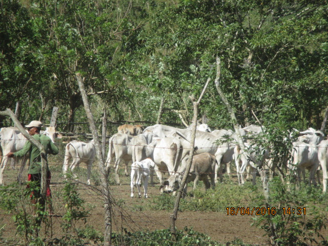Food security in the Philippines: Capon operations of the males at the ...