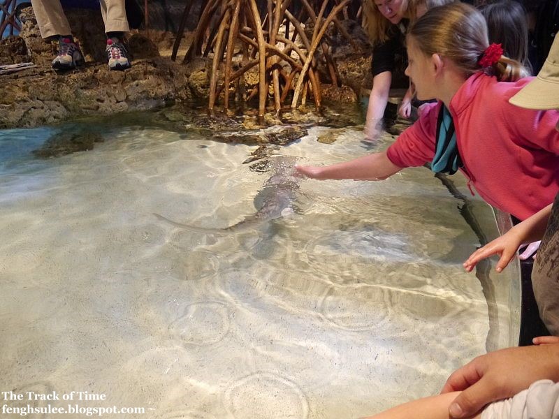 New England Aquarium - Touch Tank | The Track of Time