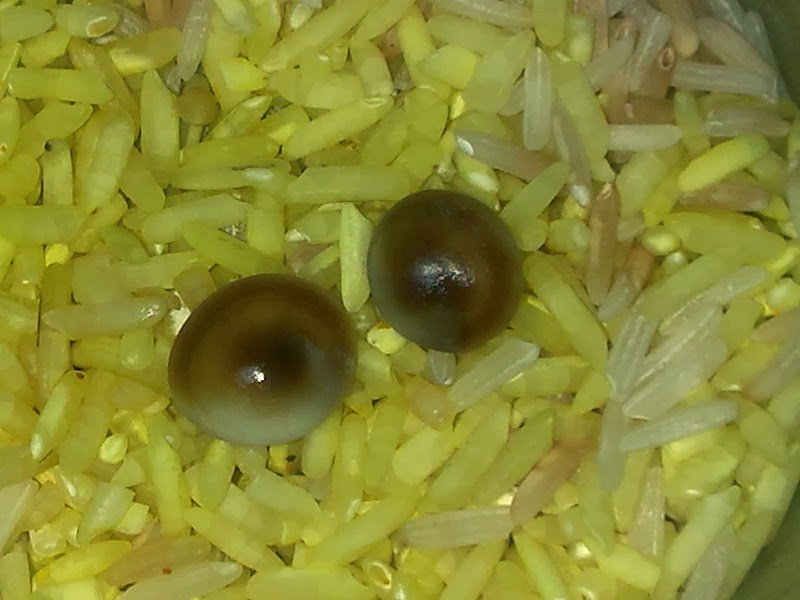 REALITY DAN FANTASI: GELIGA DAN BUNTAT