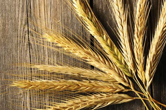 AGRICULTURA NO BRASIL: Clima e Solos para o Centeio