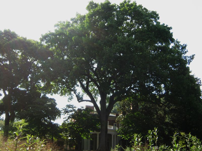 Future Plants by Randy Stewart: Liriodendron - Tulip Tree