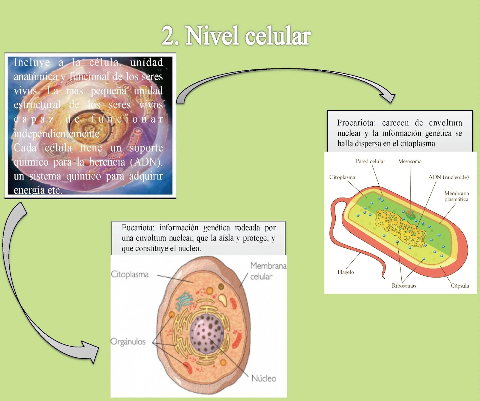 Niveles de organización de la materia