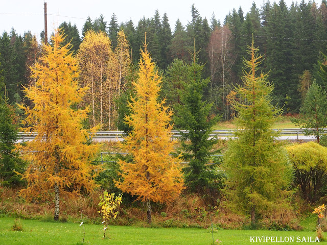 Kivipellon Saila: Puu, joka on tärkeä ja merkityksellinen