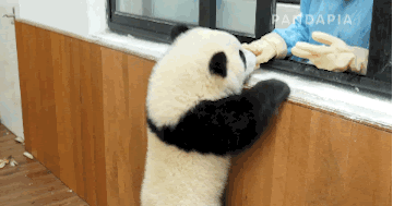 How to Base64 Encode and Base64 Decode an Image and Text using Python