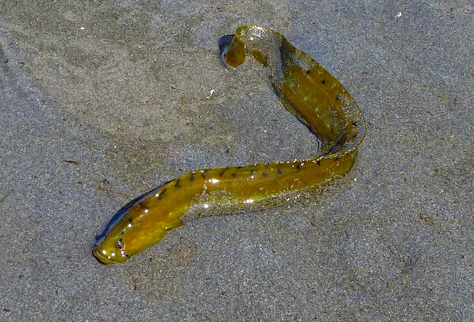 Buzz's Marine Life of Puget Sound